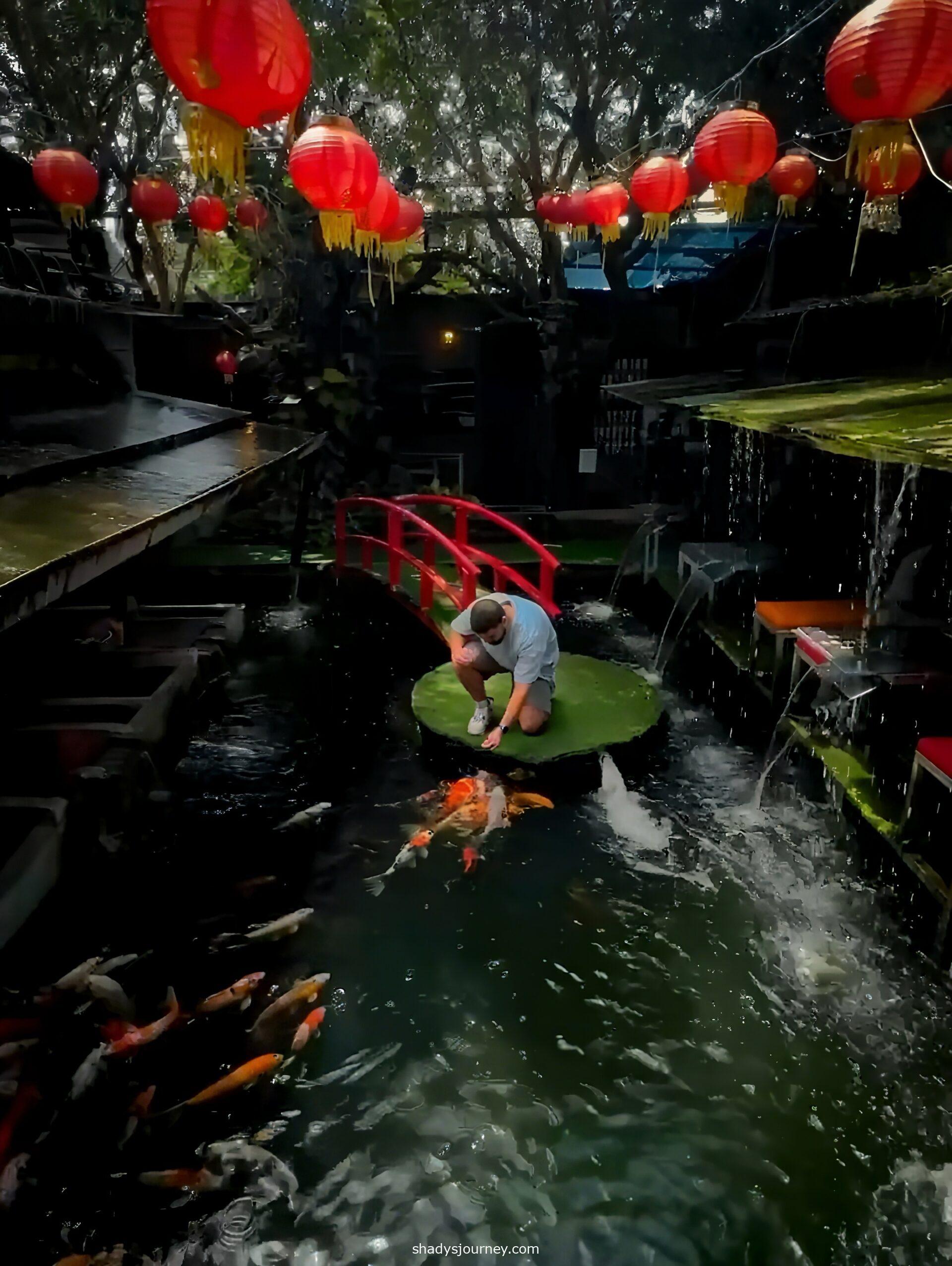 Carp Café Chiang Mai: Sip Coffee Surrounded by Colorful Fish - Shady’s ...