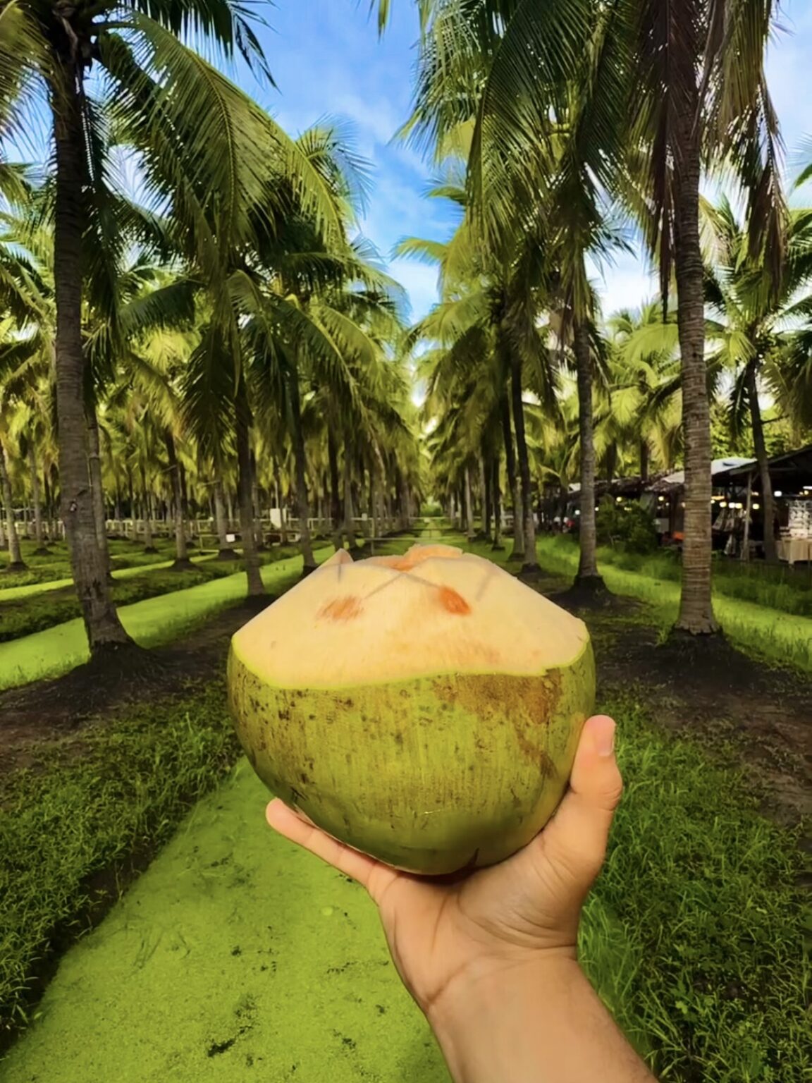Coconut Market Chiang Mai: A Hidden Grove of Palms & Local Flavors ...